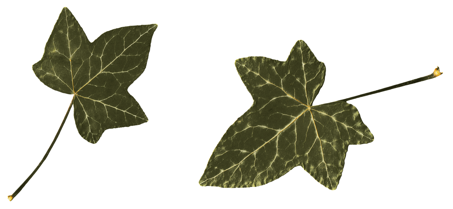 Lembas Bread Recipe - Homemade Recipes